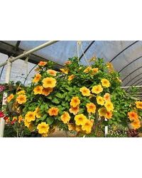 Flower Delivery in Columbus, Gahanna, New Albany, and more in Central ...